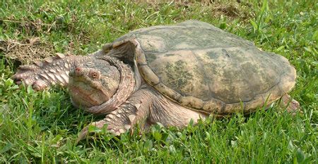Image result for Michigan Snapping Turtle