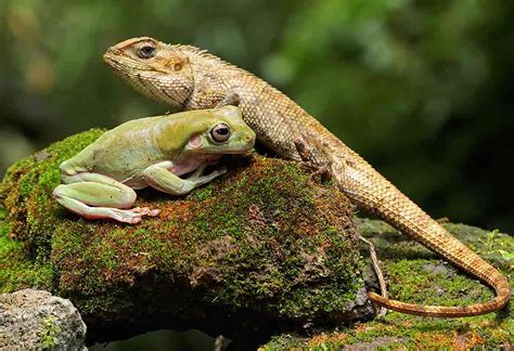 Image result for Types of Lizards Names