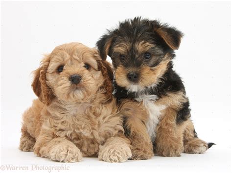 Image result for Cavapoo Yorkie