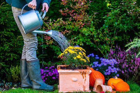 Image result for Planting Mums in Containers