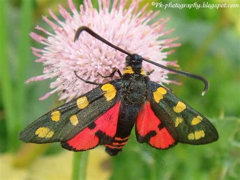 Image result for Types of Insect Pollinators