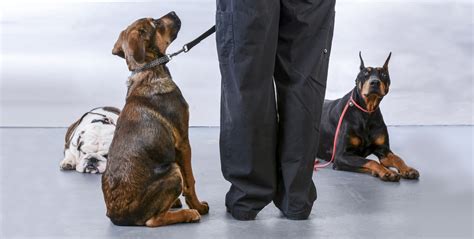 Image result for How to Use Training Collars