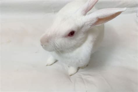 Image result for Rabbit Squeaking