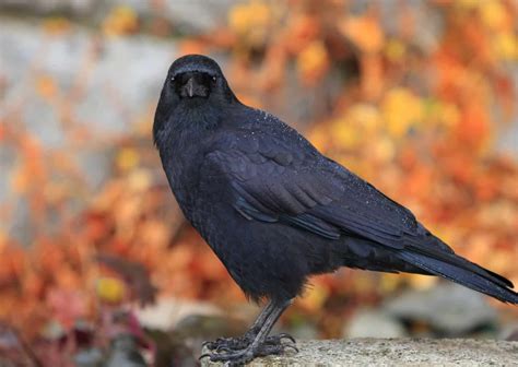 Image result for Ravens Behavior