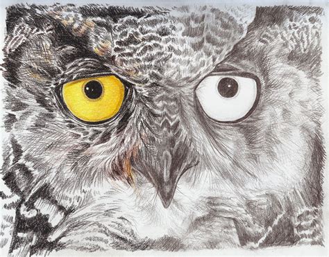 Image result for Graphite Drawing of Owl