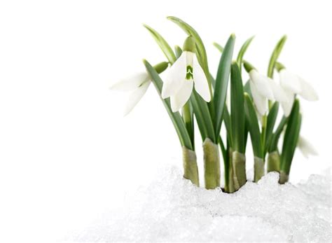 Image result for Snowdrop Snow