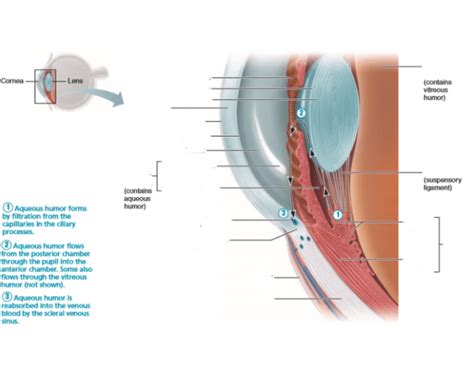 Image result for Aqueous Humor Eye Function