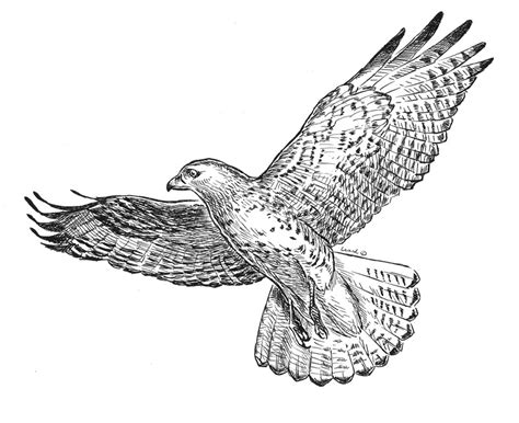 Image result for Native Hawk Drawing