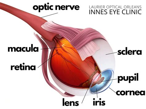 Image result for Eye Anatomy Function
