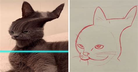 Image result for Time Warp Scan Pets