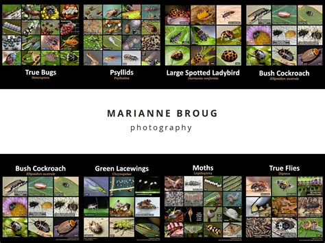 Insects Life Cycle… – Ausemade