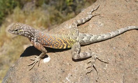 Image result for Small Lizards Types