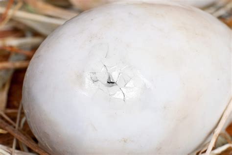 Image result for Ducklings Hatching