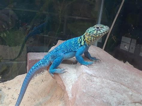 Image result for Blue Collared Lizard