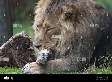 Image result for Chester Zoo Wolves