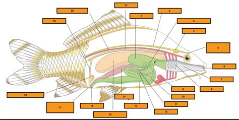 Image result for Perch Fish Dissection