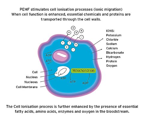 Image result for How to Use PEMF Loops On Humans