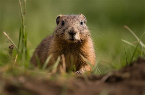 Image result for Gopher Removal Methods