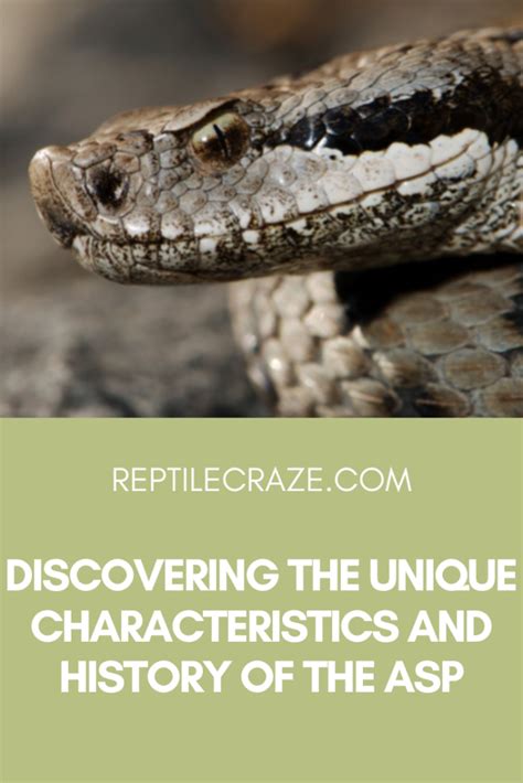 Image result for ASP Insect