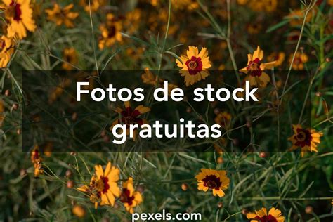 Image result for Ext Vector