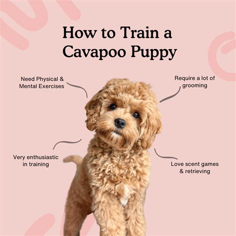 Image result for Cavapoochon Puppy