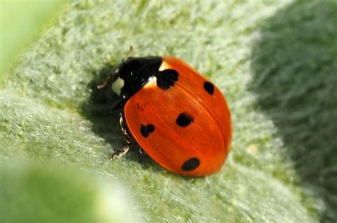 Image result for Alien Tankt Bei Sonne