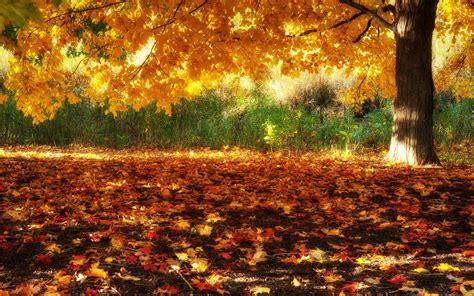 Image result for Fall Scenery Desktop