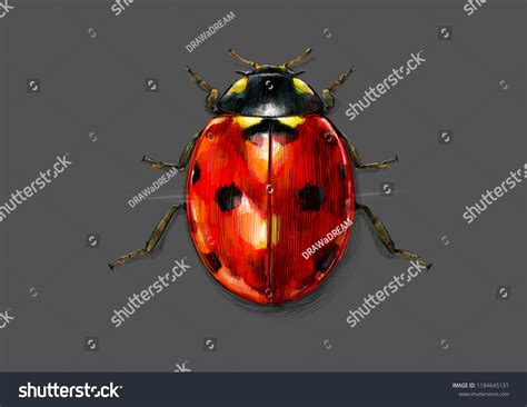 Image result for Ladybug Pencil Color