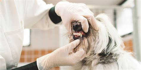 Image result for Normal Dog Gum Color