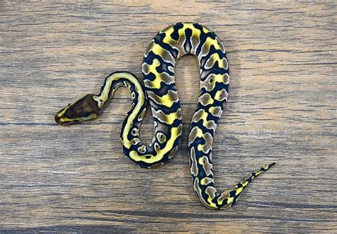 Image result for Pet Python Snakes