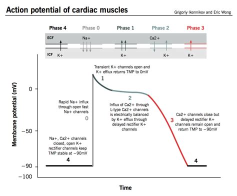 Image result for Action Potential Muscle Contraction