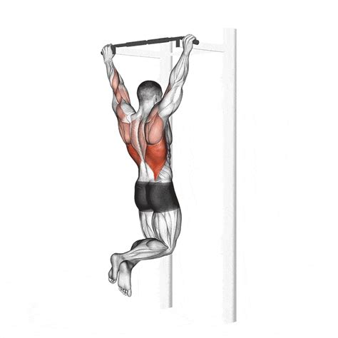Image result for Pull-Ups Exercise Animated