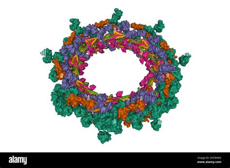 Image result for Model of Nuclear Pore Complex