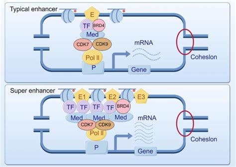 Image result for Super-Enhancer