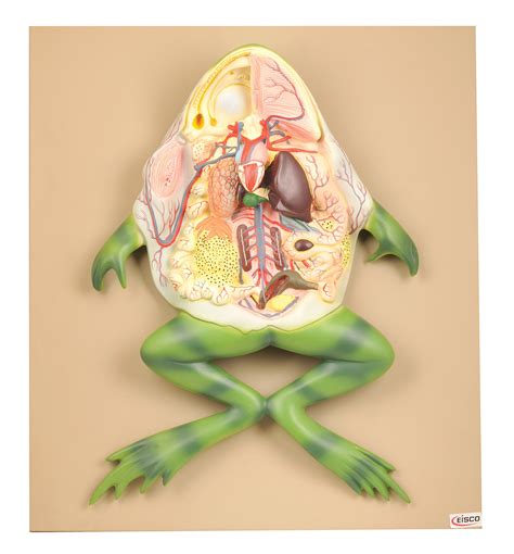 Image result for Frog Anatomy Dissection