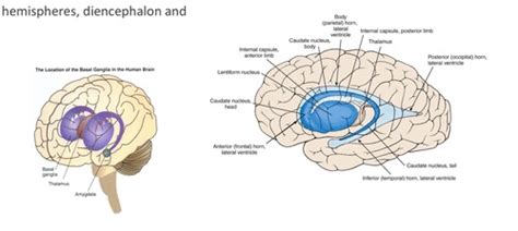 Image result for Extrapyramidal System Model