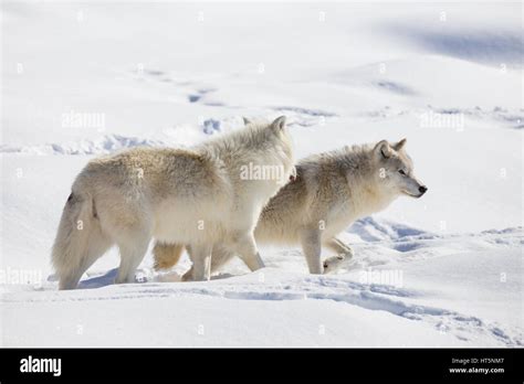 Image result for Wolves in Winter