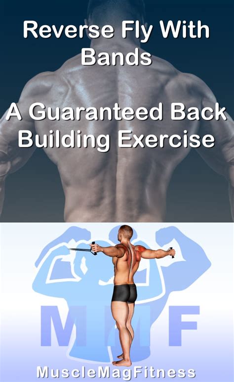 Image result for Back Fly Exercise