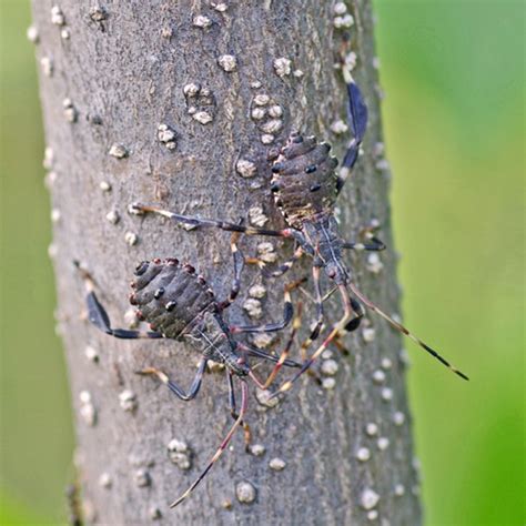 Image result for Ash Tree Bug