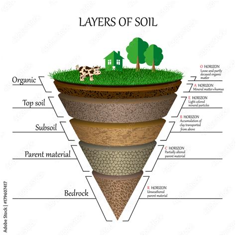 Image result for Humus Soil Layer