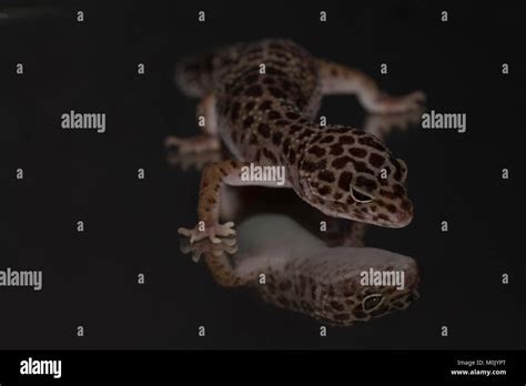 Image result for Leopard Gecko Lizard