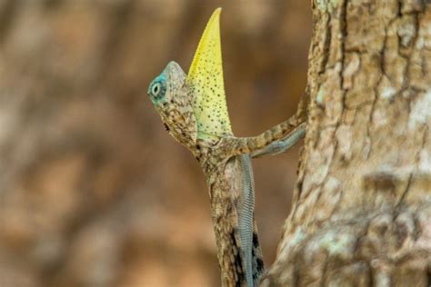 Image result for Different Lizard
