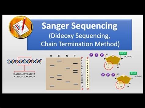 Image result for Sanger Method of Sequencing