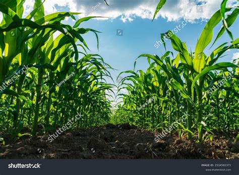 Image result for How to Display Corn Stalks