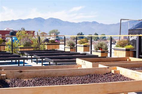 Image result for Lab Food Alive