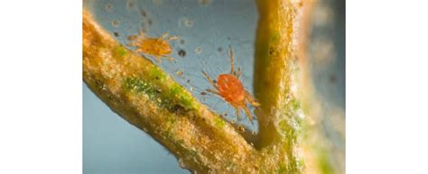 Image result for Spider Mite Control