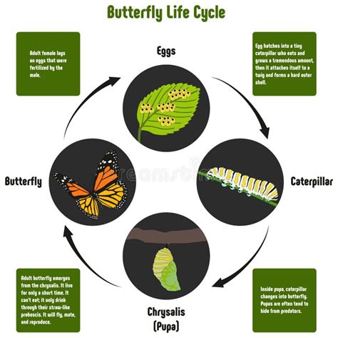 Image result for Fly Life Cycle