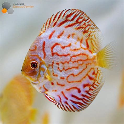 Image result for White Discus Fish