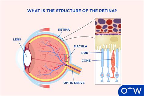 Image result for Visual System Retina