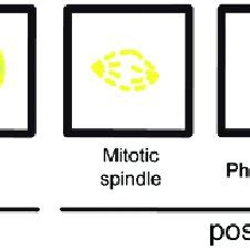 Image result for Nuclear Envelope Localization
